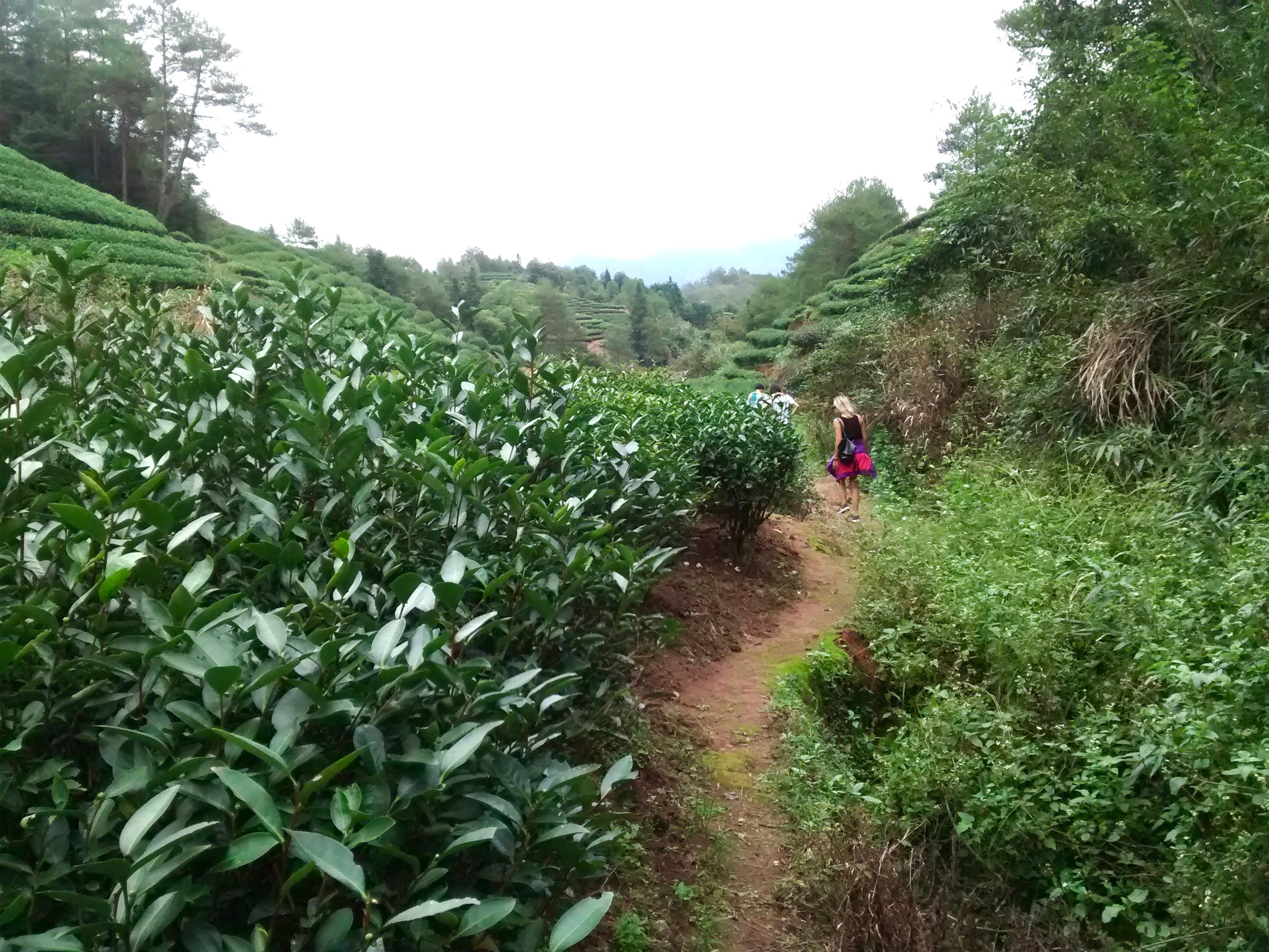 Introduction to Tea - Tea Tasting Class – Cha Chai Tea